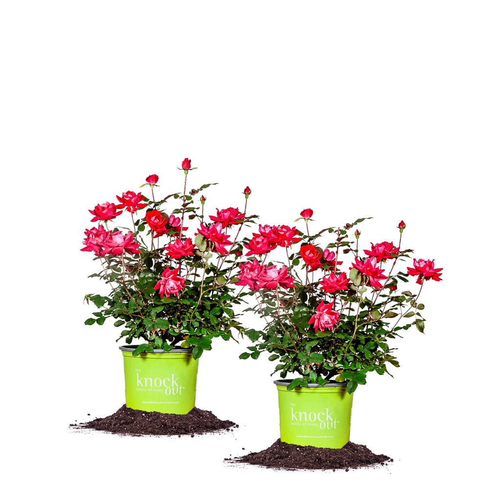 Knock Out Rose 3 Gal. Red The Double Knock Out Rose Bush with Red ...