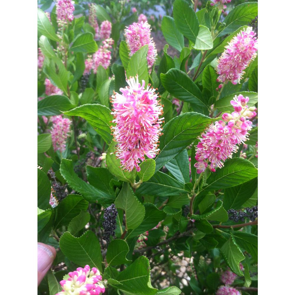 Online Orchards 1 Gal. Ruby Spice Summersweet Shrub-SBSS001 - The Home ...