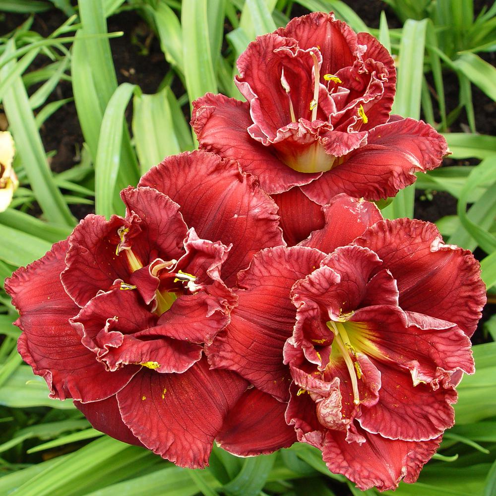 Van Zyverden Daylily Stellar Double Rose Bulbs (3-Pack)-88361 - The ...