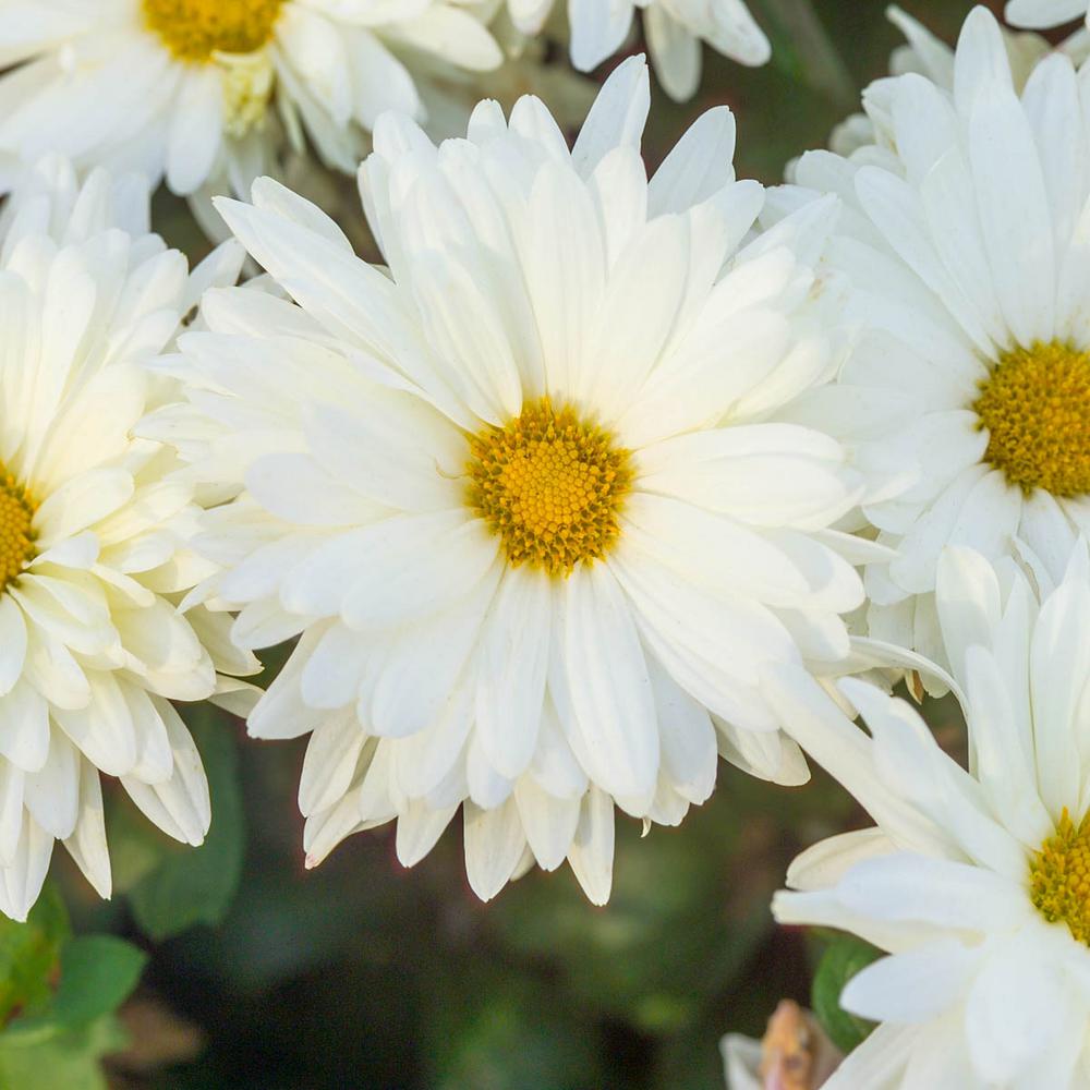 Spring Hill Nurseries White Daisy Mammoth Mum (Chrysanthemum), Live ...