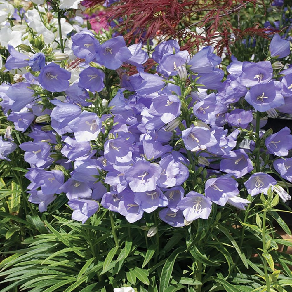 Unbranded #1 Takion Blue Bellflower Plant-849 - The Home Depot