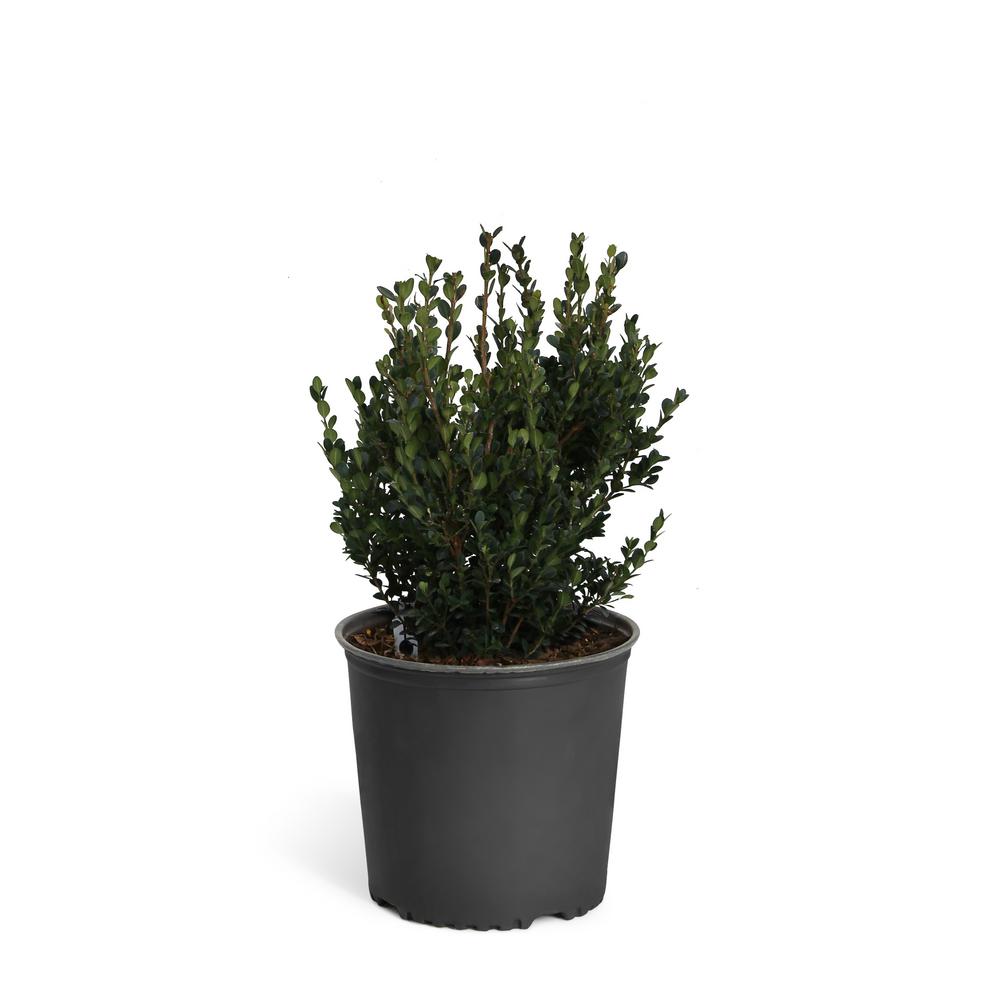 Brighter Blooms 3 Gal. Wintergreen Boxwood Shrub-BOX-WIN3 - The Home Depot