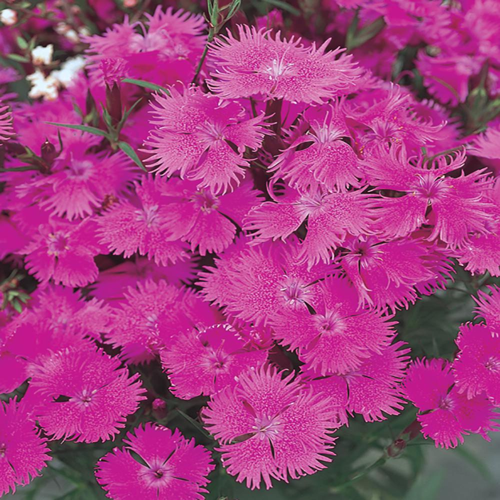 #1 Bouquet Purple Dianthus Plant-104 - The Home Depot