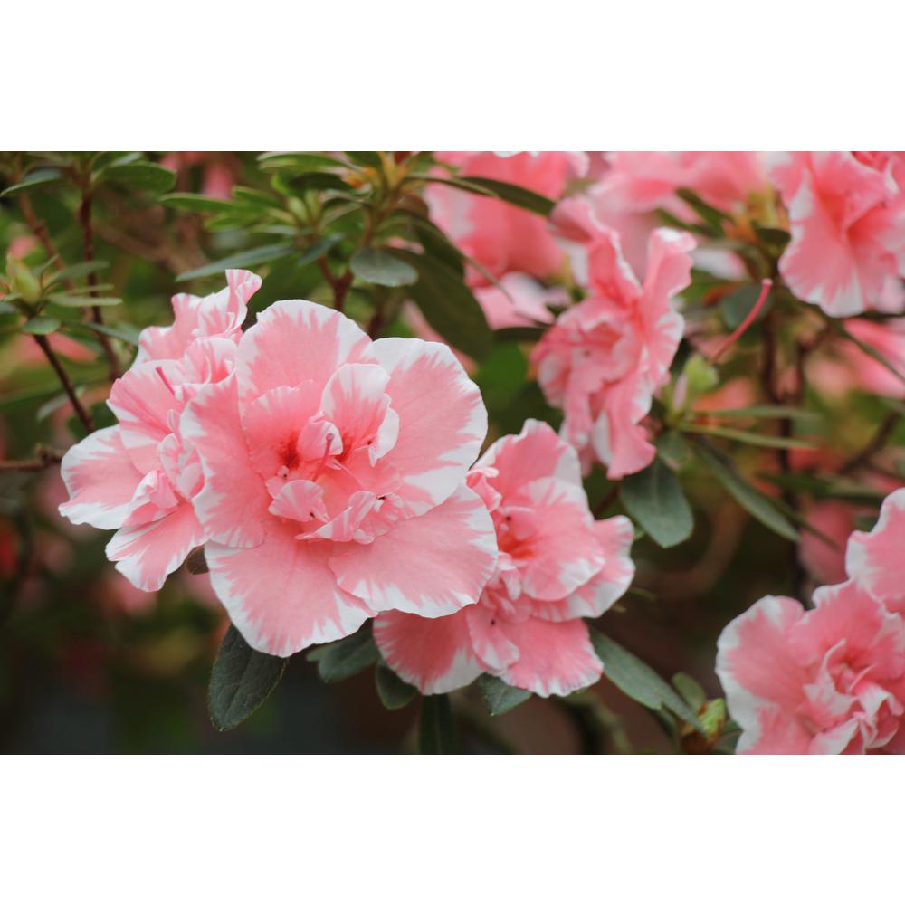 ENCORE AZALEA 1 Gal. Autumn Sunburst Encore Azalea Shrub Coral Pink ...