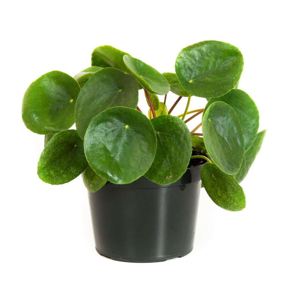 United Nursery Pilea Peperomioides in 6 in. Grower Pot-26479 - The Home ...