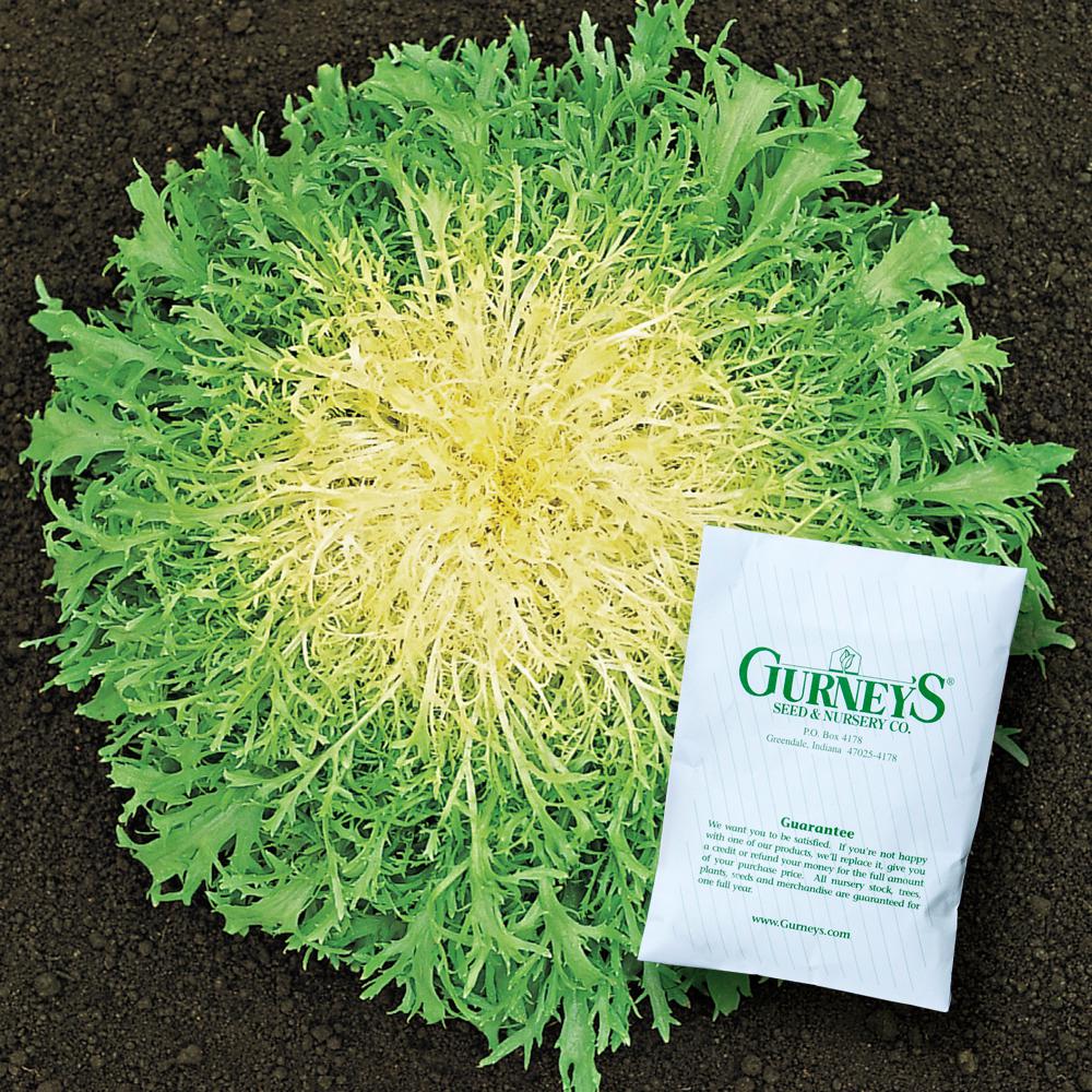 Gurney's Endive Glory Seed (500-Pack)-70194 - The Home Depot