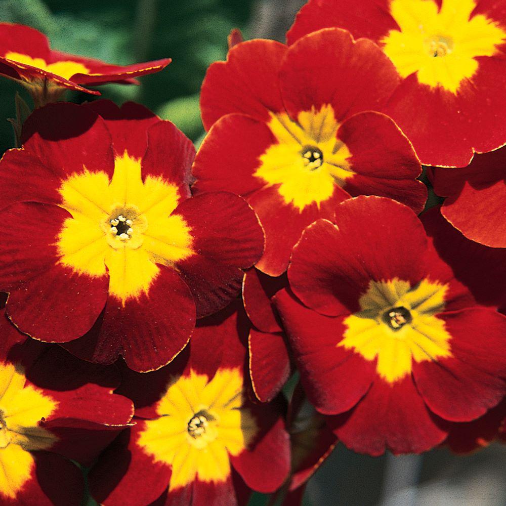 Red Primrose