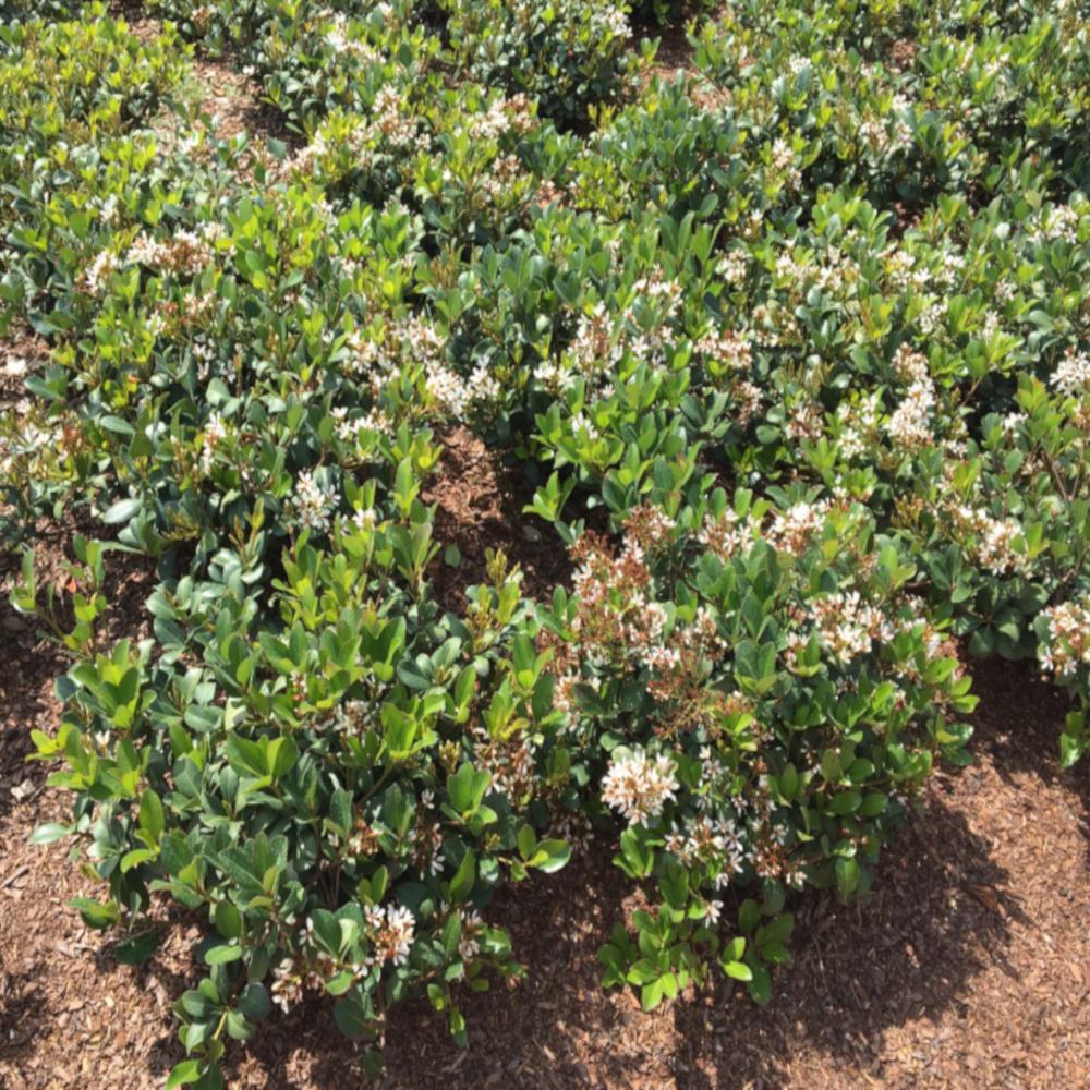 3 Gal. Sweet Viburnum Shrub with White Flowers-V465G3 - The Home Depot