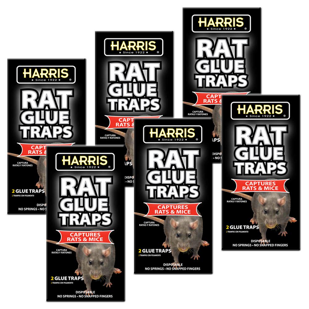 Harris Pre-baited Rat Glue Traps (6-Pack)-6BLK-RG2 - The Home Depot