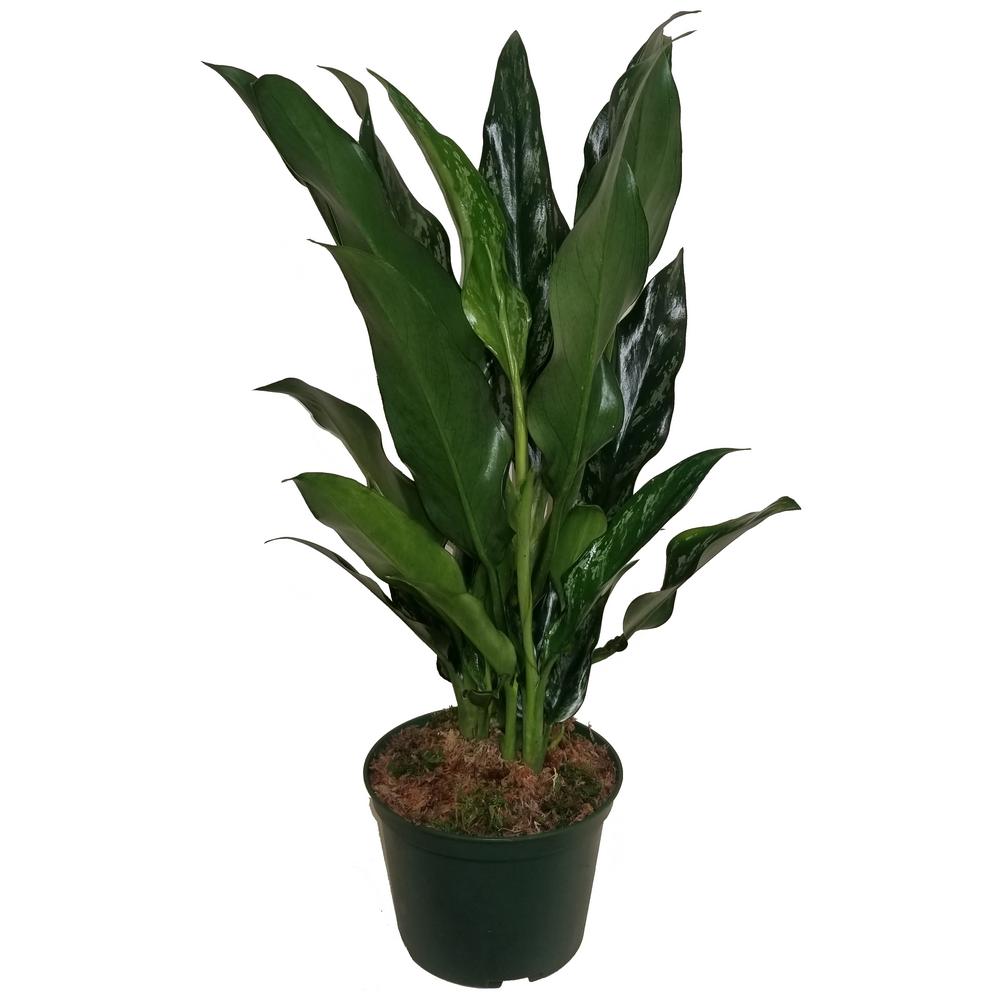 Aglaonema Maria Plant in 6 in. Grower Pot-AglMar006 - The Home Depot
