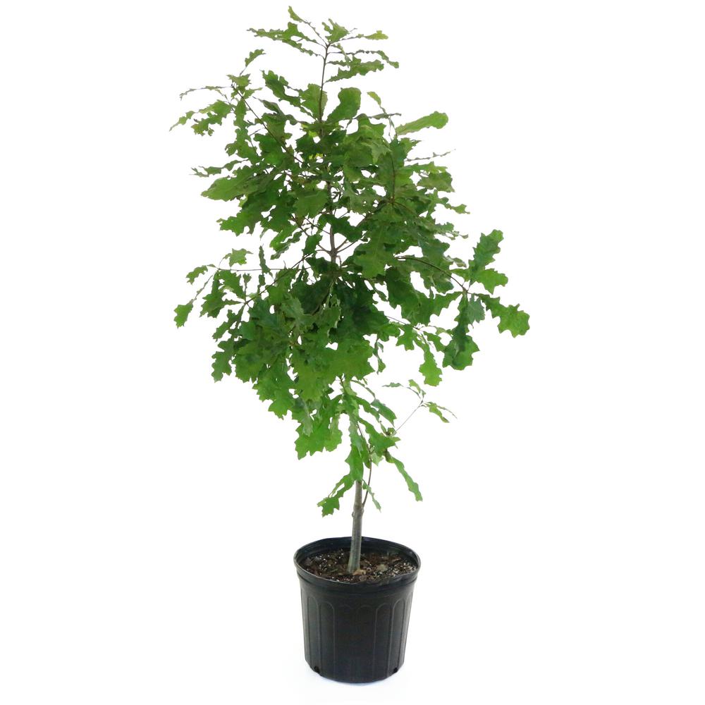 2.25 Gal. Deciduous Overcup Oak Tree-HD7098 - The Home Depot