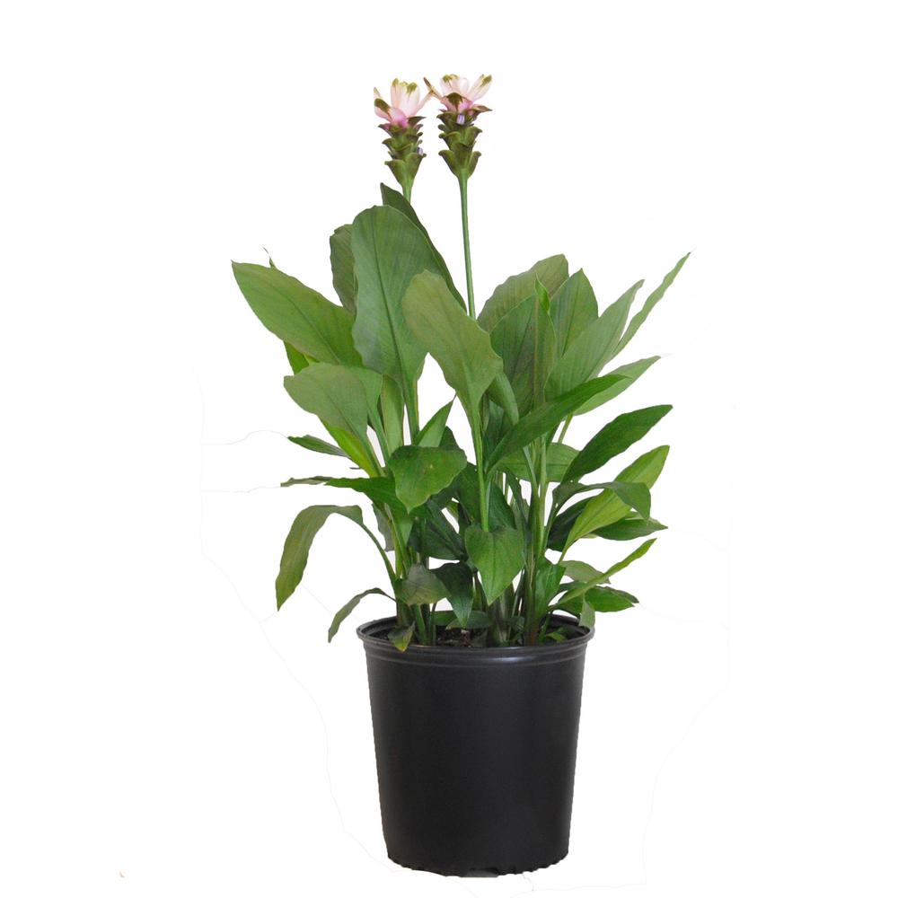 United Nursery Curcuma Plant Pink Live Indoor Outdoor Plant Shipped in ...