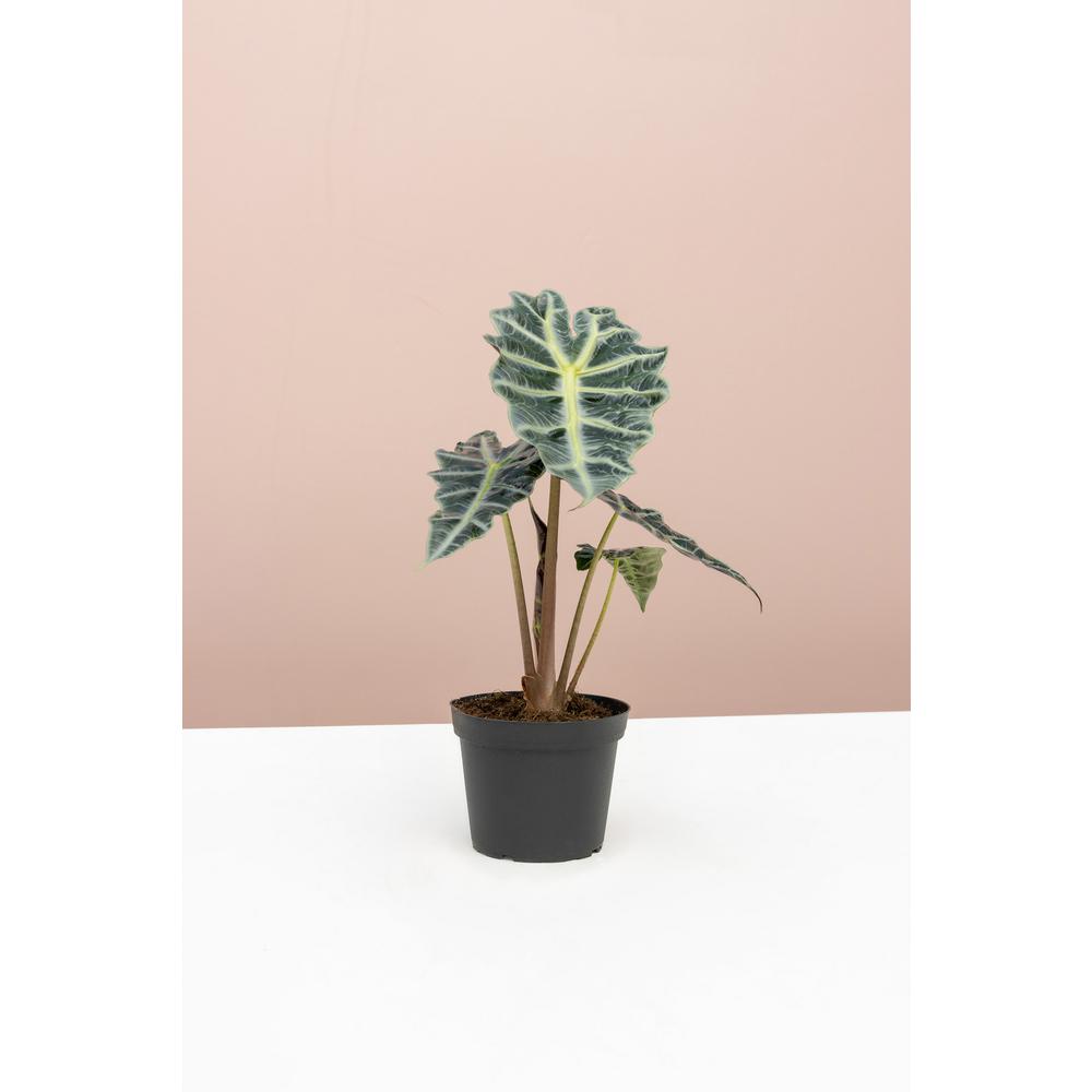 LIVELY ROOT Elephant Ear (Alocasia Polly) Plant in 6 in. Grower Pot ...