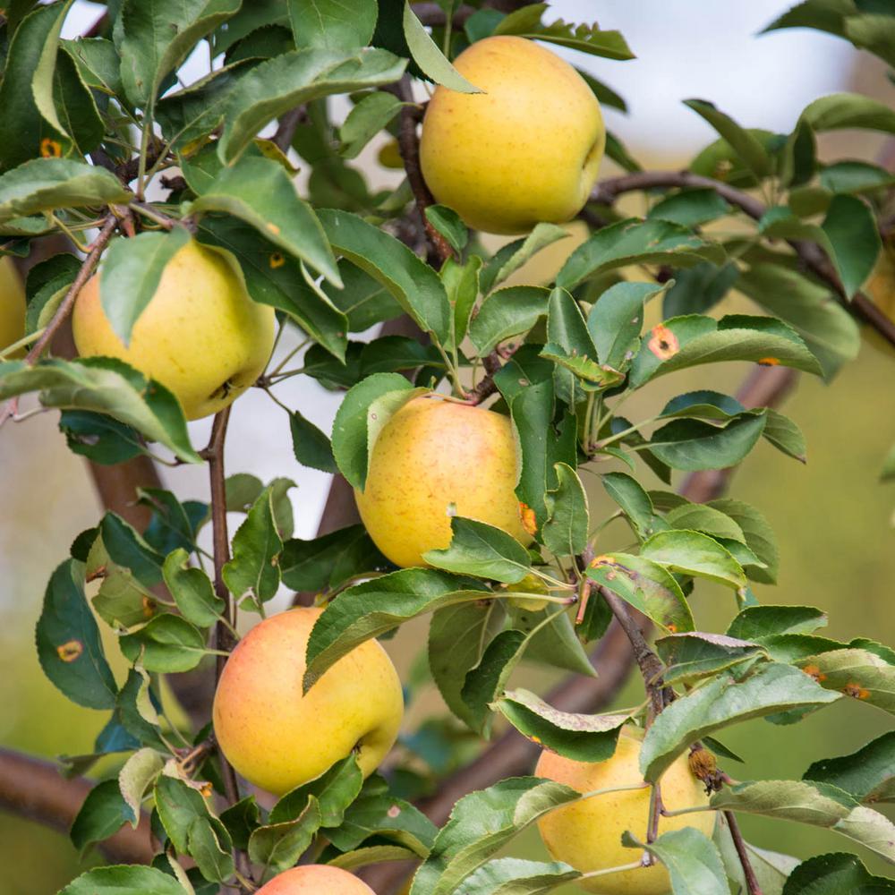 Gurney's Crunch-A-Bunch Reachable Apple Malus Live Fruiting Bareroot ...