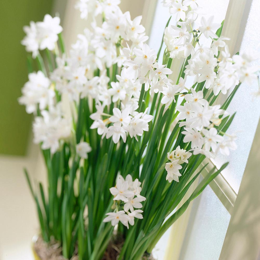 Van Zyverden Paperwhites Set Of 5 87051 The Home Depot