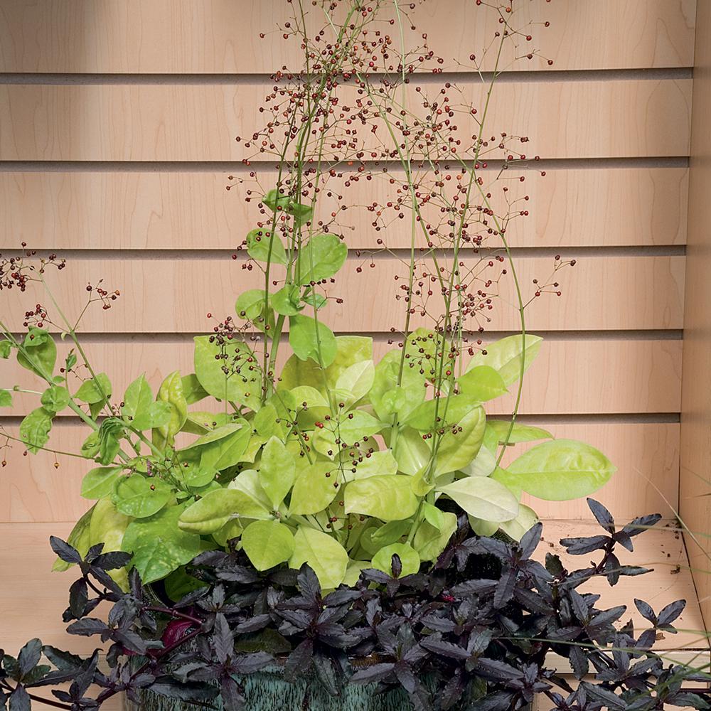 3.5 in. Premium Fame Flower Plant-15622 - The Home Depot