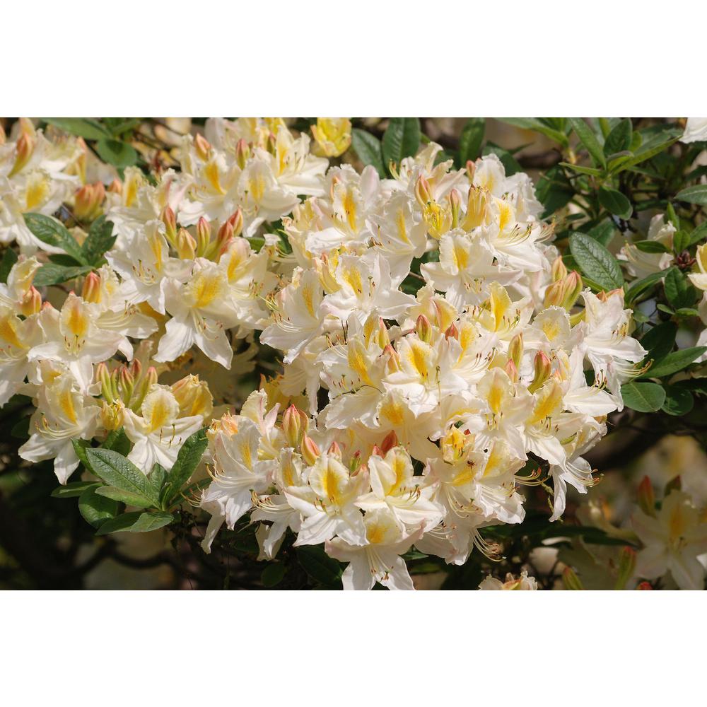 Online Orchards 1 Gal. Northern Hilights Azalea Shrub Creamywhite ...