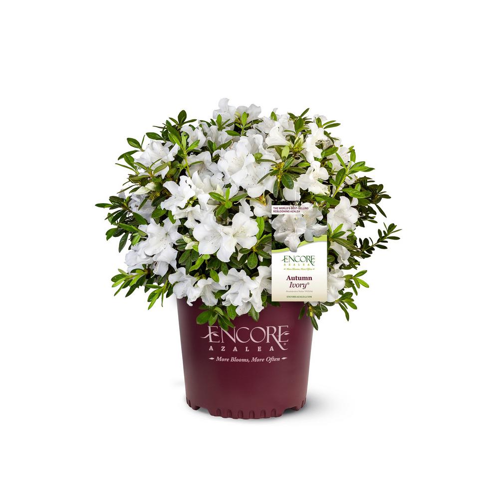 ENCORE AZALEA 2 Gal. Autumn Ivory Shrub with Bright White Flowers-14802 ...