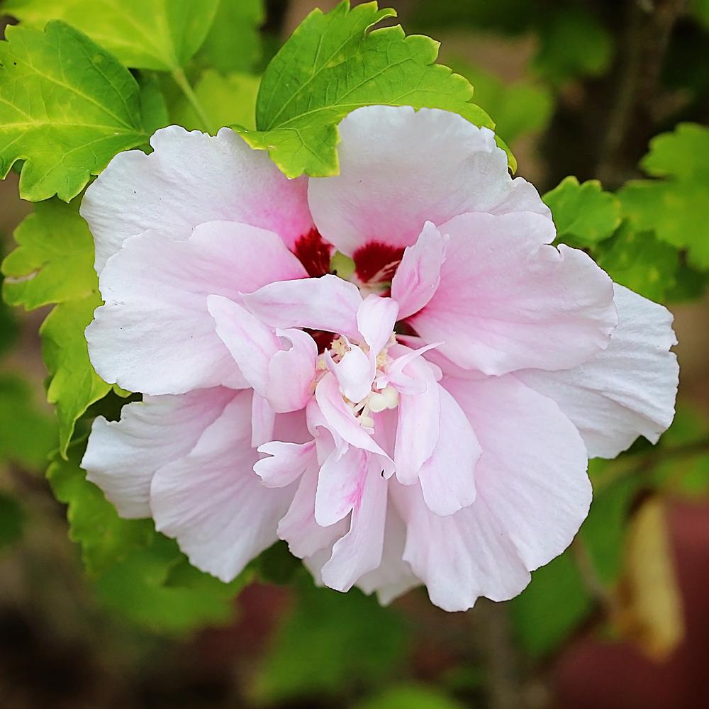 3 Gal. Double Pink Althea Shrub-ALTPIN03G - The Home Depot