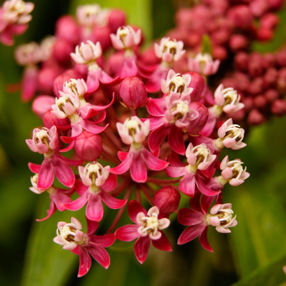 Van Zyverden Support The Monarchs Pink Asclepias Soulmate Roots (3-Pack ...