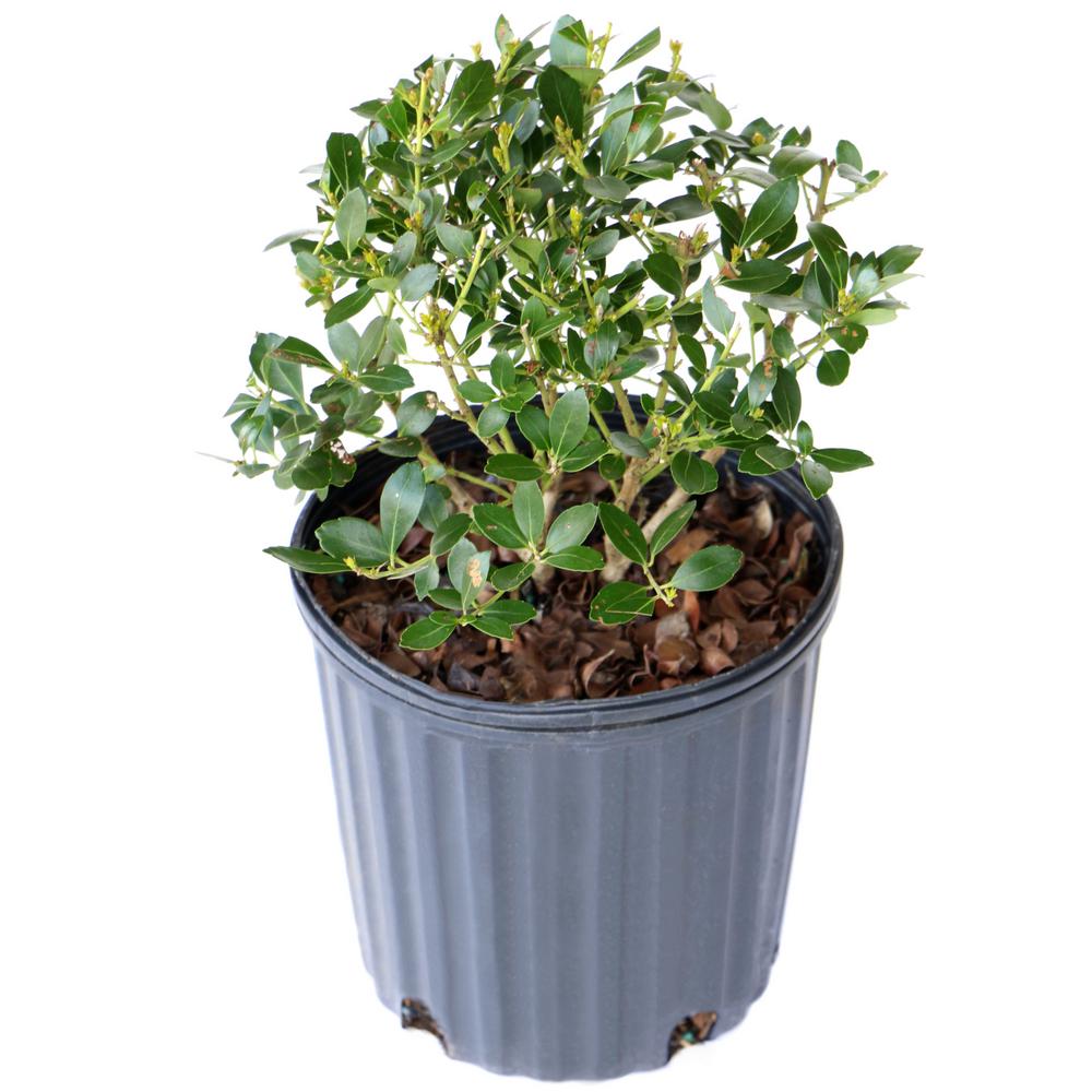 National Plant Network 2.25 Gal. Holly Inkberry Nigra Shrub-HD7158 ...