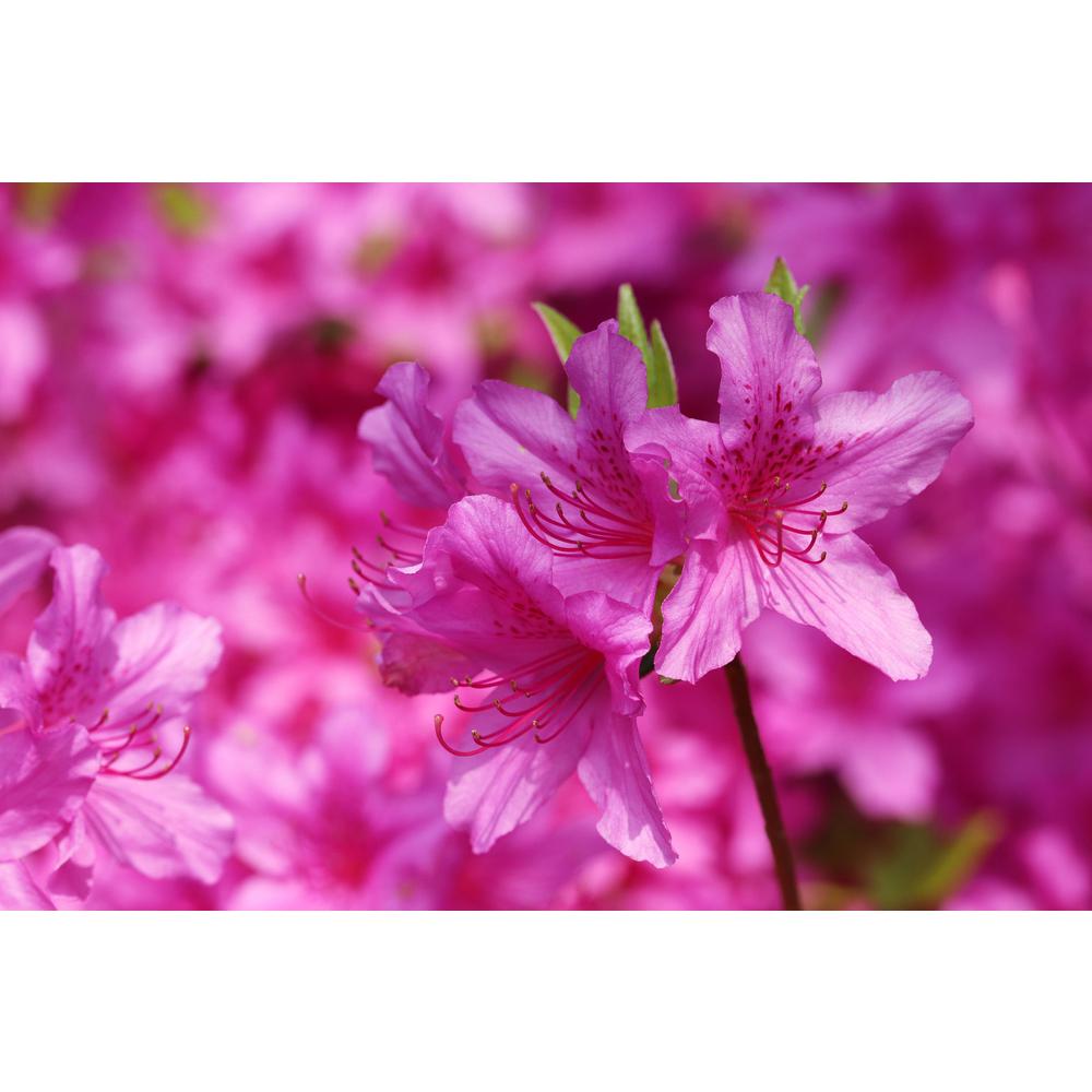 Online Orchards 1 Gal. Autumn Sweetheart Encore Azalea Shrub Soft with ...