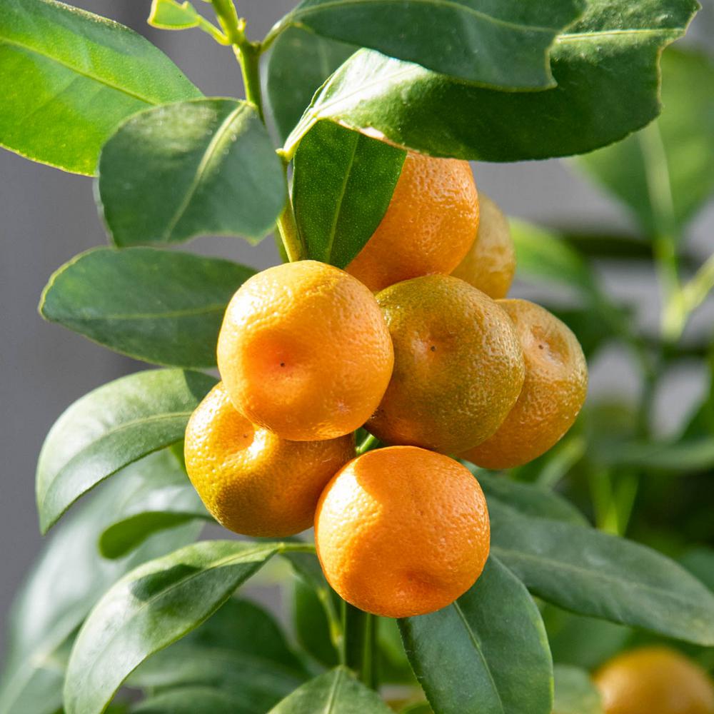 Gurney's 4 in. Pot White Flowers to Orange Fruit Small Calamondin ...