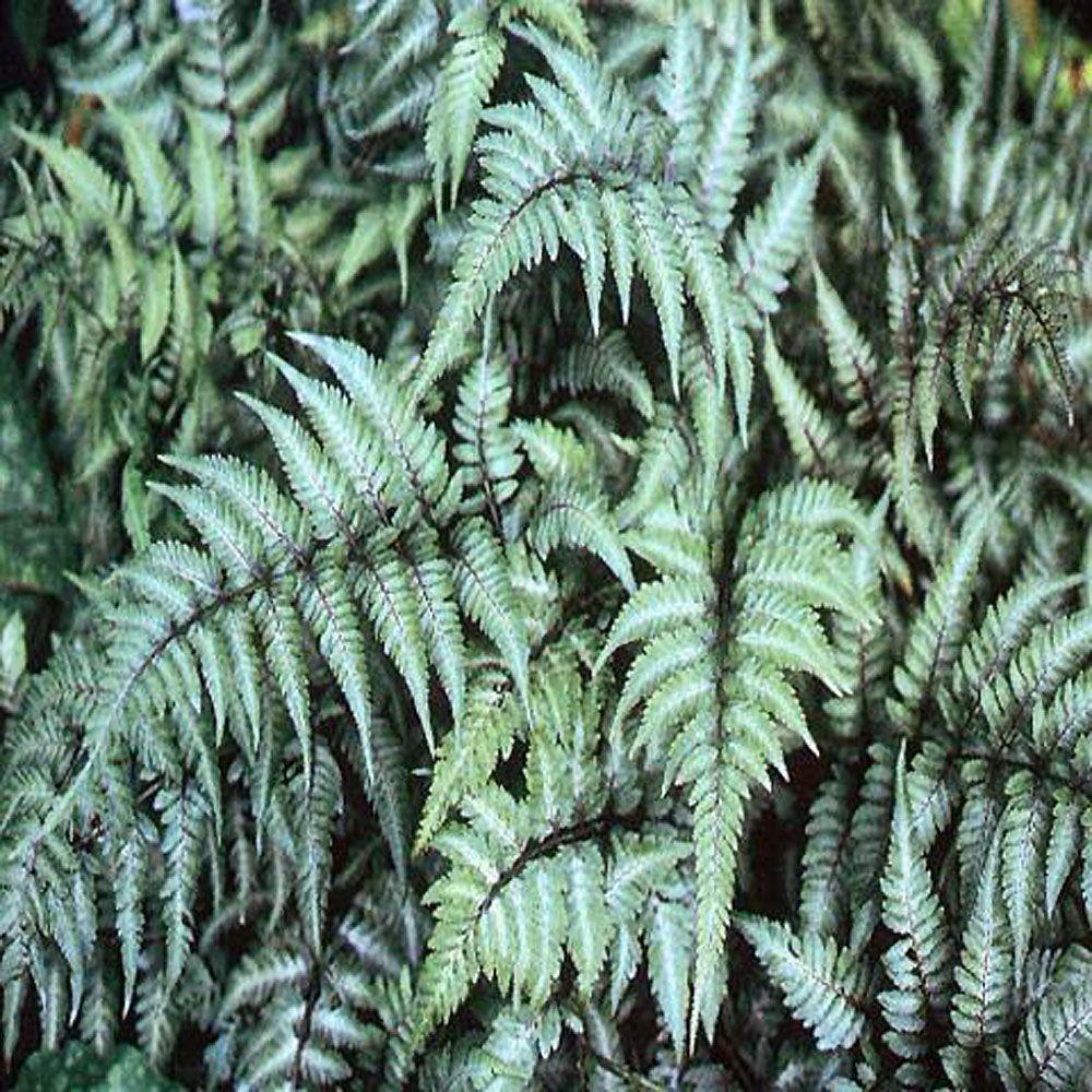 Japanese Painted Fern