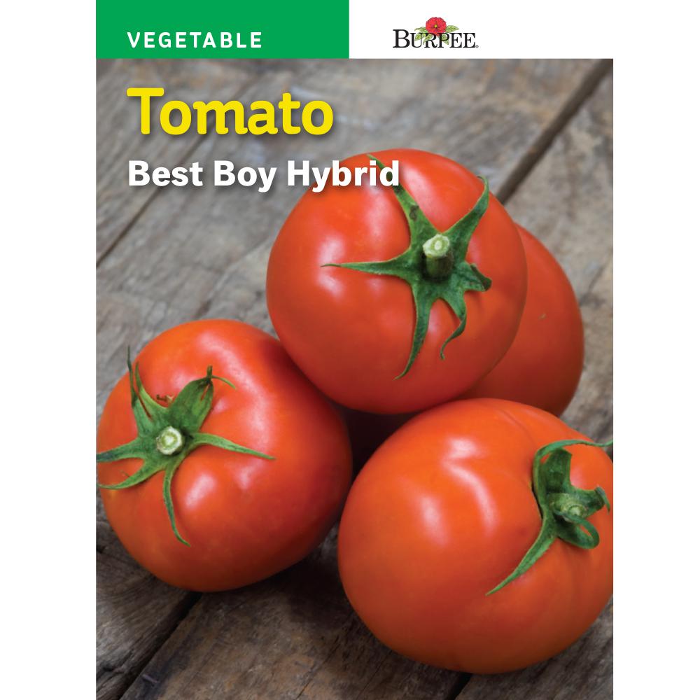 Burpee Giant Supersteak Hybrid Tomato-64782 - The Home Depot