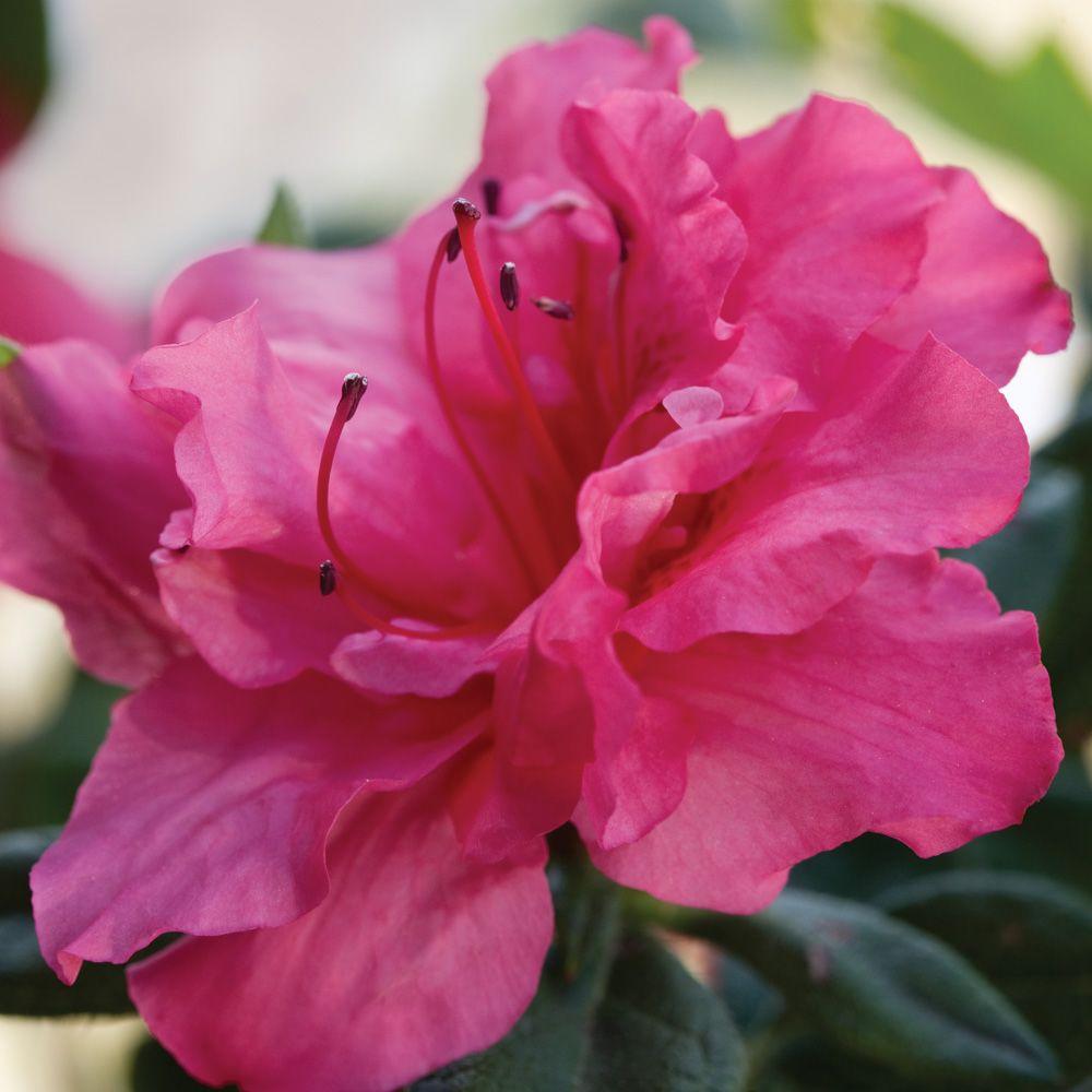 Encore Azalea 2 Gal. Autumn Rouge - Pink Re-Blooming Compact Evergreen ...