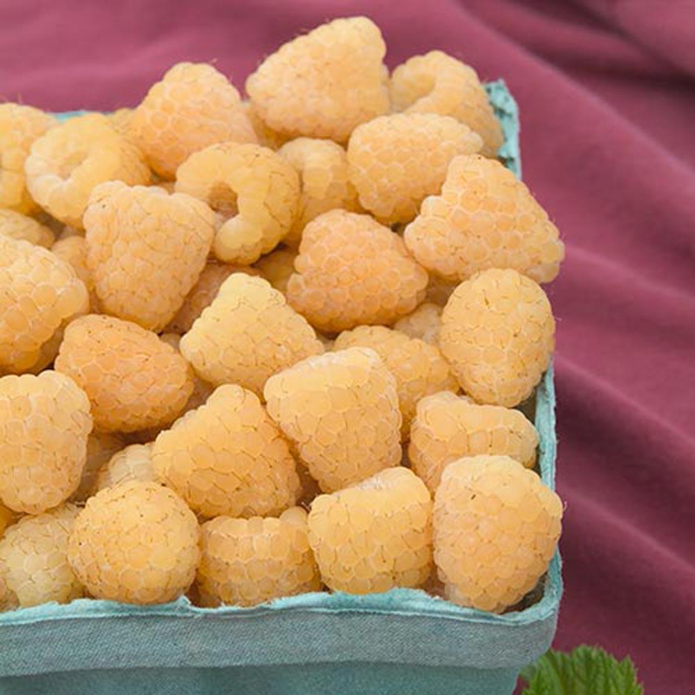 Gurney's Anne Raspberry (Rubus), Live Bareroot Plant (1-Pack)-67014 ...