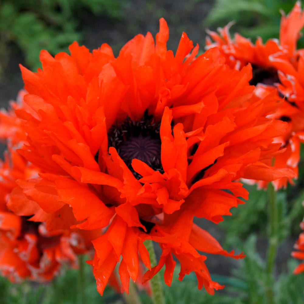 Van Zyverden Ruffled Princess Orange Poppy Roots (3-Pack)-83317 - The ...