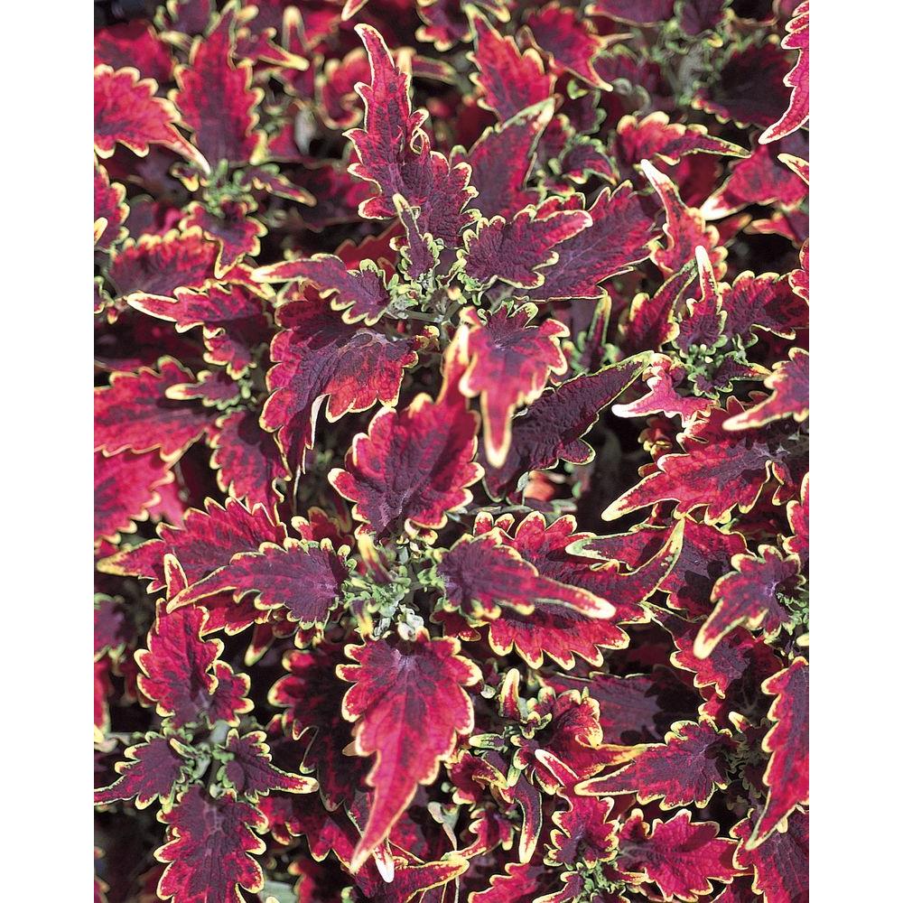 Proven Winners Sky Fire Coleus (Solenostemon) Live Plant, Deep Red and ...
