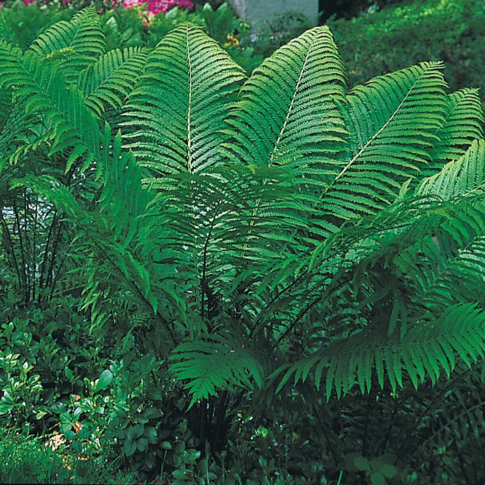 Spring Hill Nurseries Tennessee Ostrich Fern, Live Bareroot Perennial ...