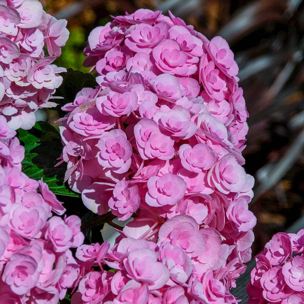 Spring Hill Nurseries Spike Hydrangea, 4 in. Live Deciduous Shrub with ...