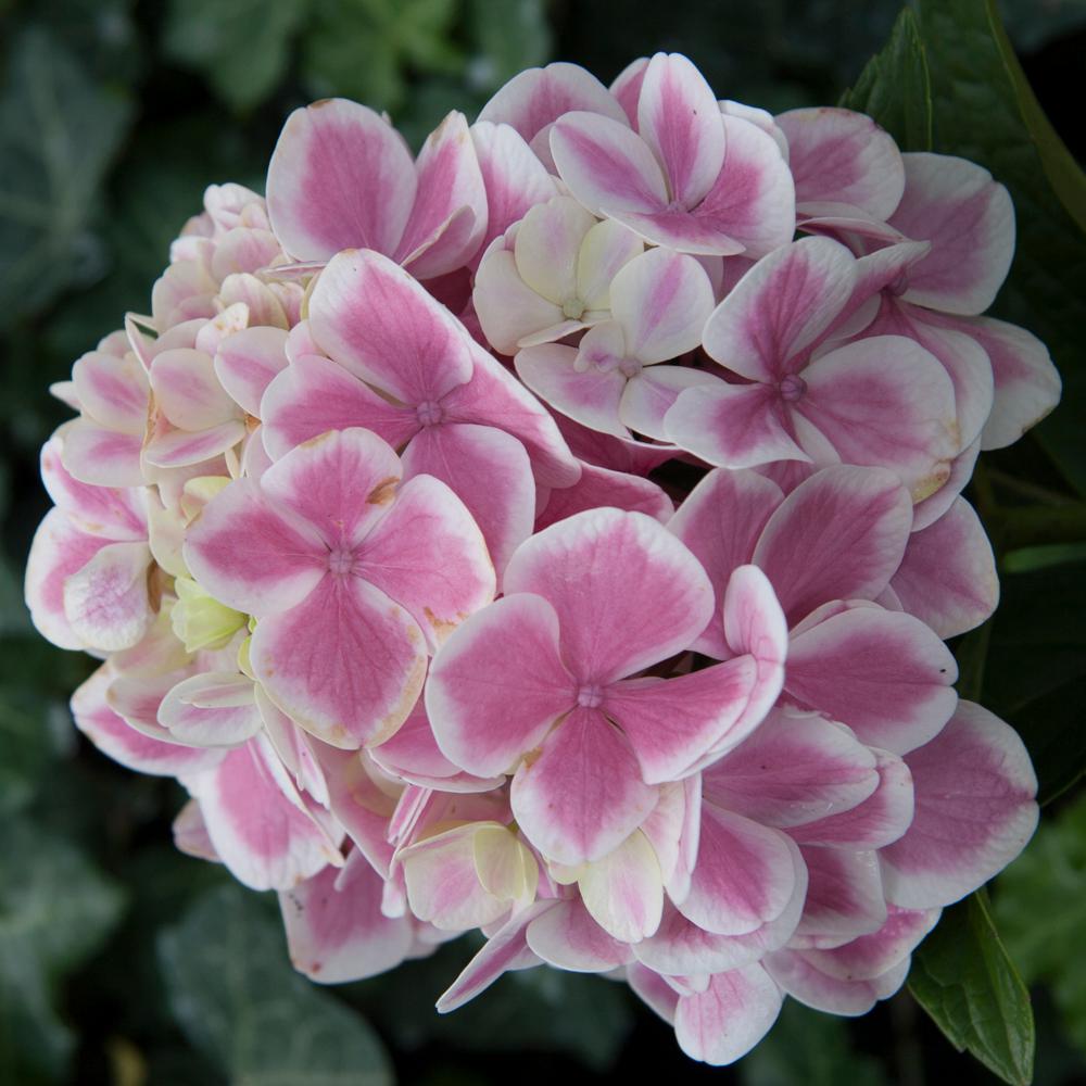 Spring Hill Nurseries 4 in. Pot Forever and Ever Blue Heaven Hydrangea ...