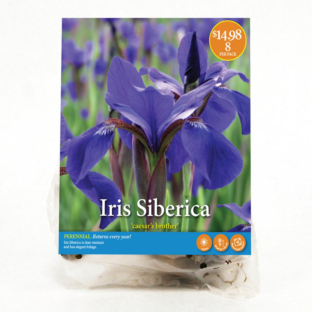 Iris Purple Siberica Caesar's Brother Bulbs (8-Count)-34028 - The Home ...