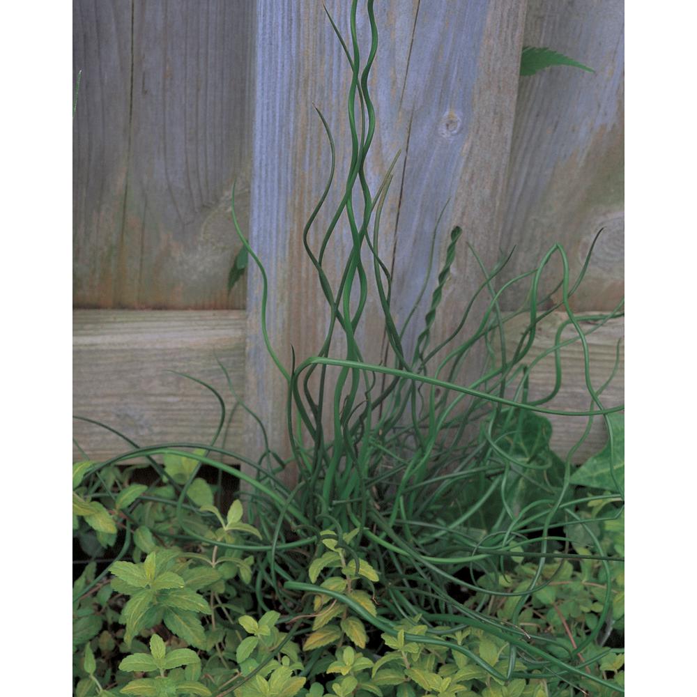 Proven Winners Spiralis Corkscrew Rush (Juncus) Live Plant, Spiraled ...