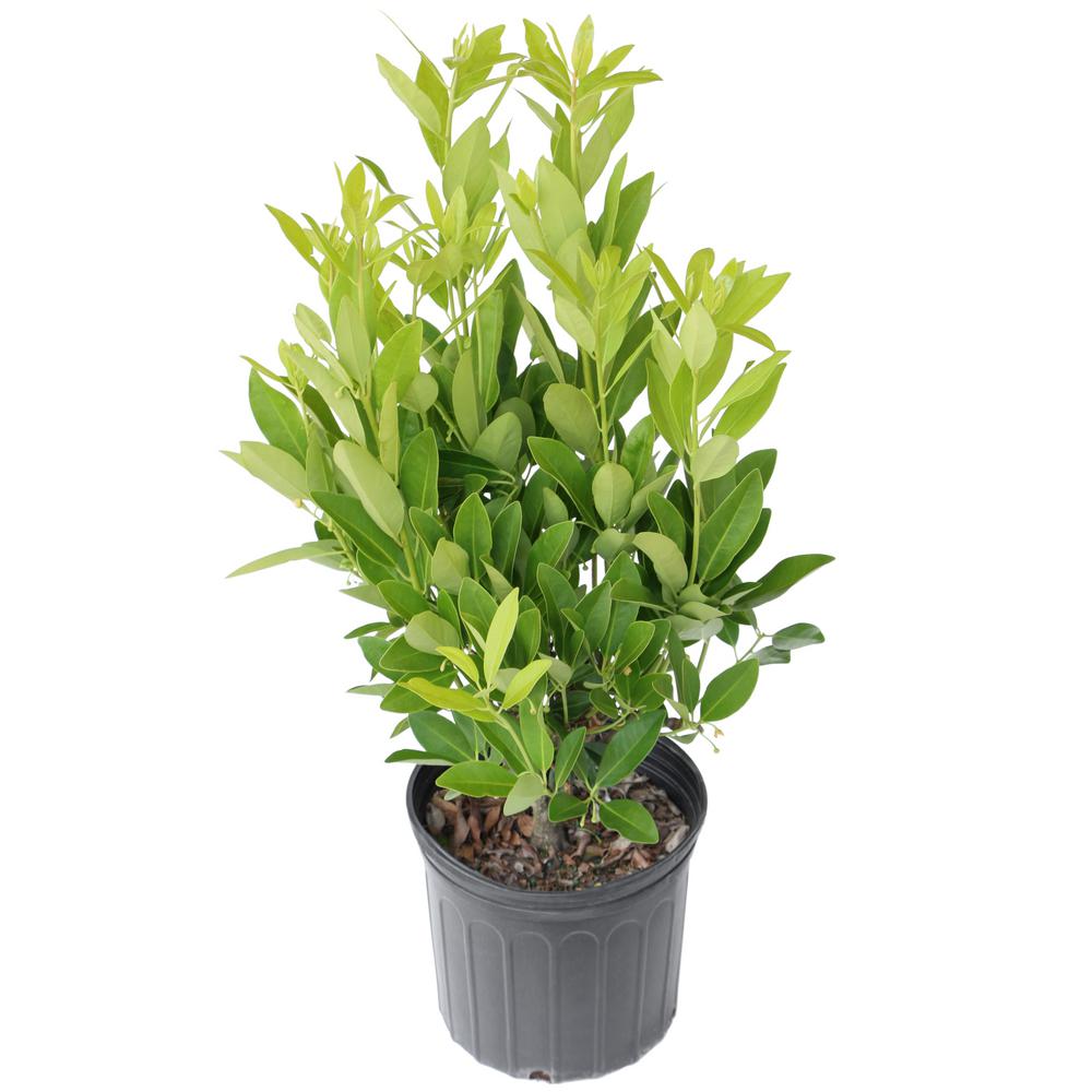 national PLANT NETWORK 2.25 Gal. Anise Tree Shrub-HD7194 - The Home Depot