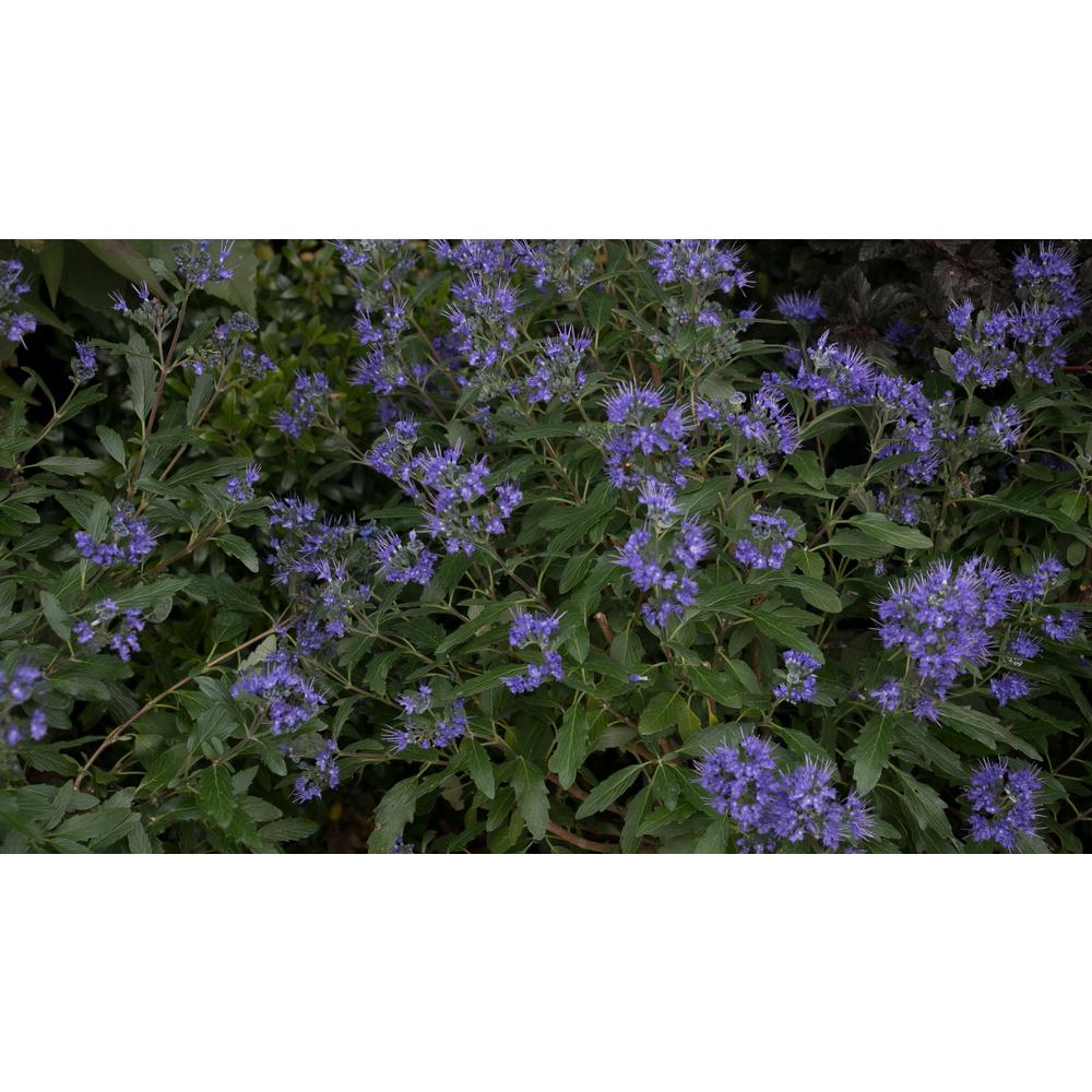 Proven Winners 3 Gal. Beyond Midnight Bluebeard (Caryopteris) Live ...