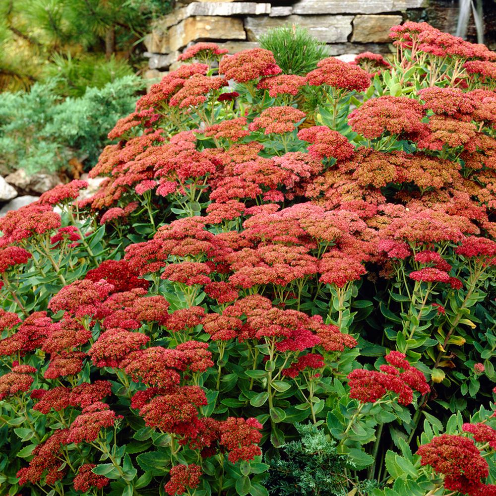 Van Zyverden Garden Succulent Sedum Herbstfreude Roots (Set of 3 ...