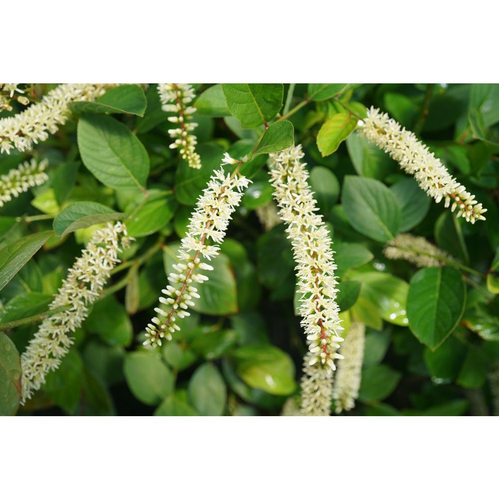 PROVEN WINNERS 1 Gal. Scentlandia Sweetspire (Itea) Live Shrub with ...