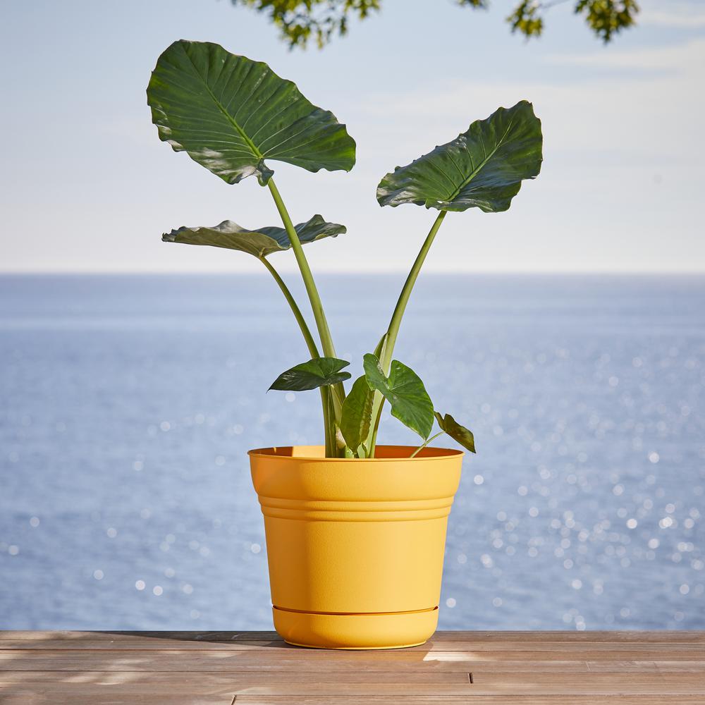 Yellow - Plant Pots - Planters - The Home Depot