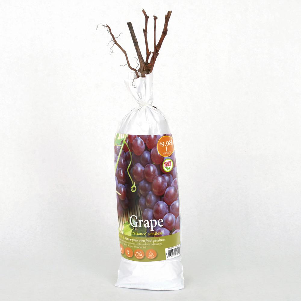 Red Grape Reliance Vine-34214 - The Home Depot