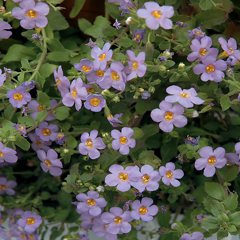 10.75 in. Bacopa Blue Hanging Basket-3655 - The Home Depot