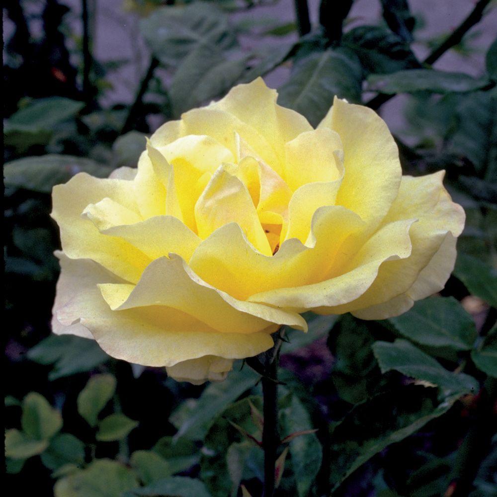 Mea Nursery All Time Favorites Rose New Day-60018 - The Home Depot