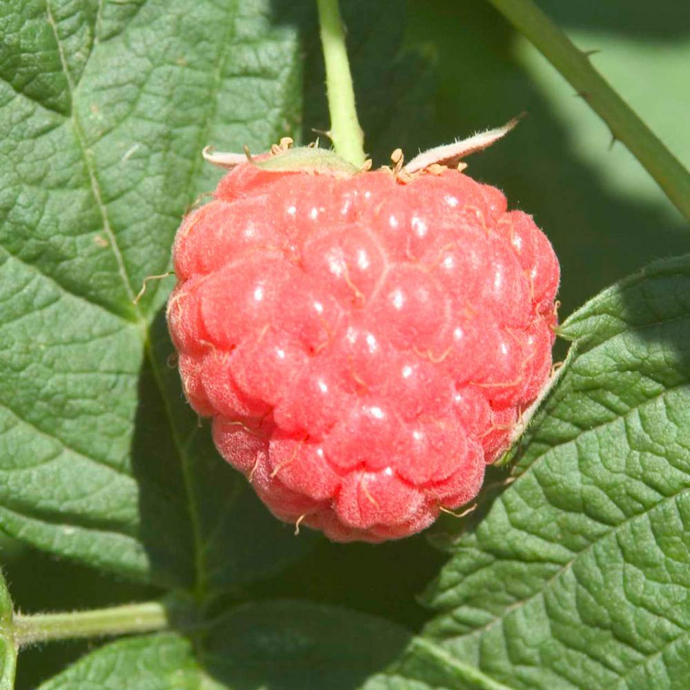 Gurney's Prelude Raspberry Rubus Live Bareroot Fruiting Plant (1-Pack ...