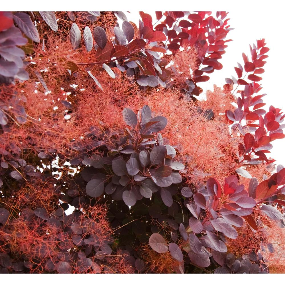 Online Orchards 1 Gal. Royal Purple Smokebush Shrub Colorful Plumes ...