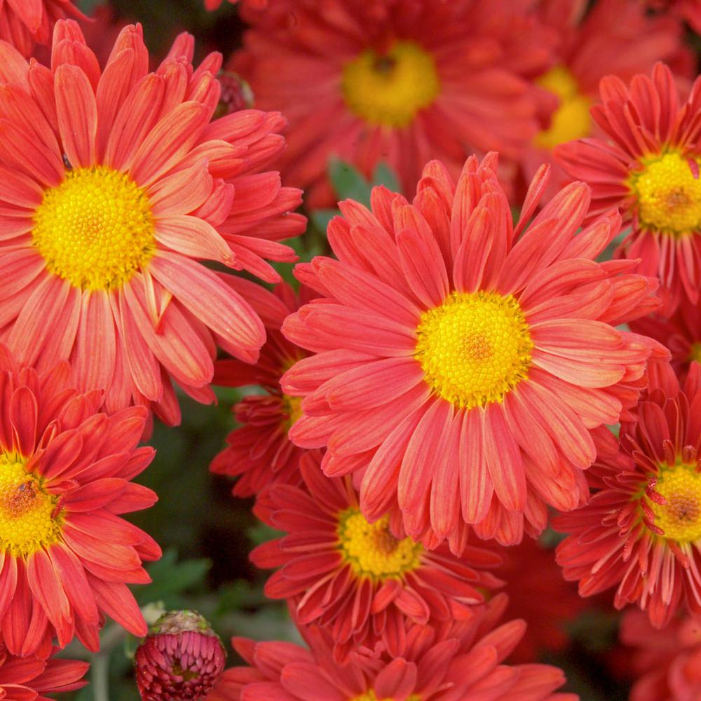 Spring Hill Nurseries 4 in. Pot Red Daisy Mammoth Mum (Chrysanthemum ...