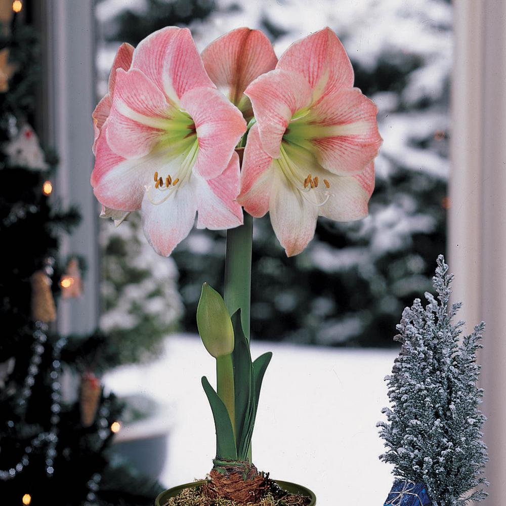 Breck's Apple Blossom Galaxy Amaryllis (Hippeastrum) Bulb (1-Pack ...